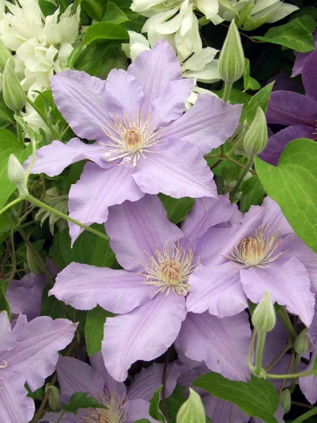A to Z of Clematis Superior Quality Climbers - thorncroftclematis.co.uk