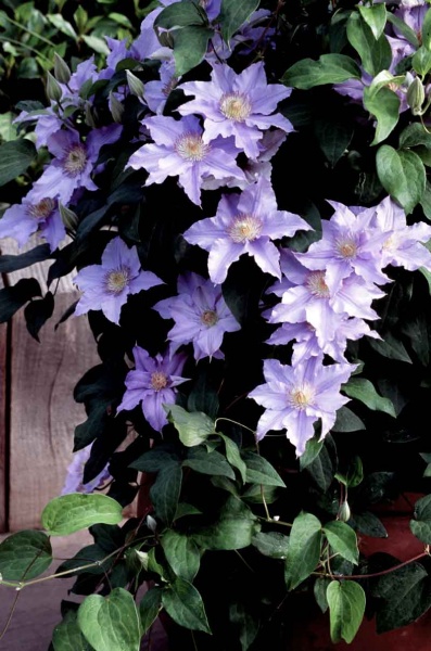 A to Z of Clematis Superior Quality Climbers - thorncroftclematis.co.uk
