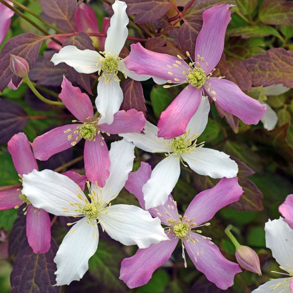 A to Z of Clematis Superior Quality Climbers - thorncroftclematis.co.uk