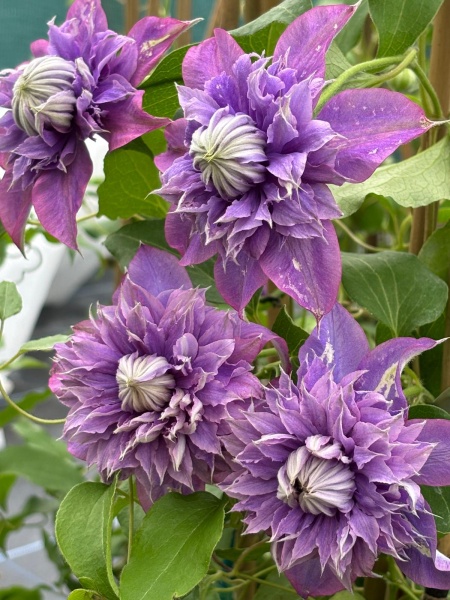 Patio Clematis Superior Quality Climbers - thorncroftclematis.co.uk