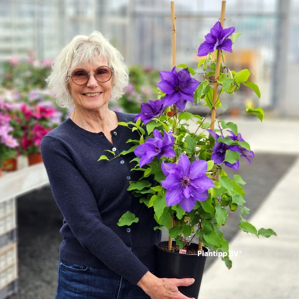Buy Quality Clematis & Climbers|Thorncroft Clematis Superior Quality ...