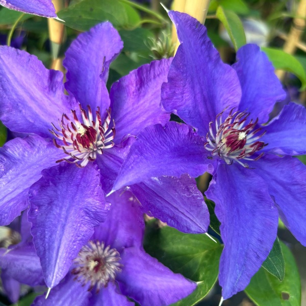Raymond Evison Clematis Superior Quality Climbers - thorncroftclematis ...