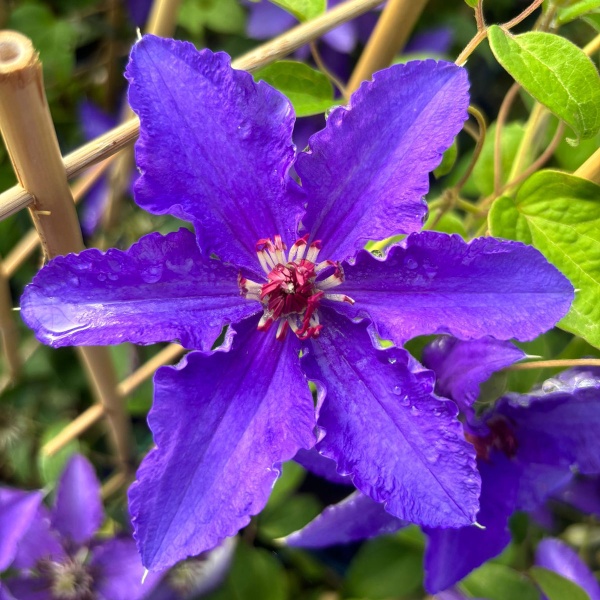 Raymond Evison Clematis Superior Quality Climbers - thorncroftclematis ...