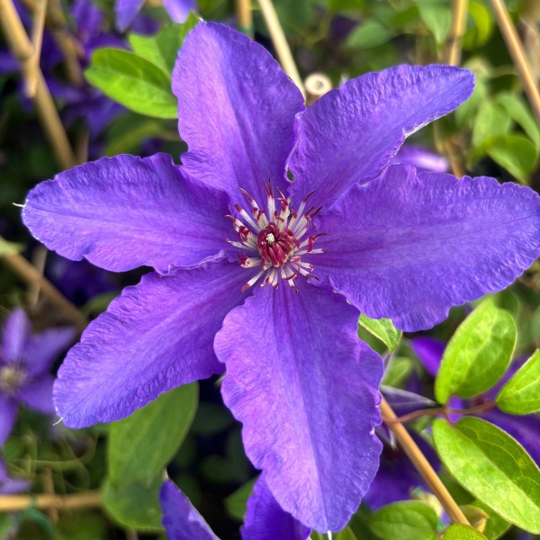 Raymond Evison Clematis Superior Quality Climbers - thorncroftclematis ...