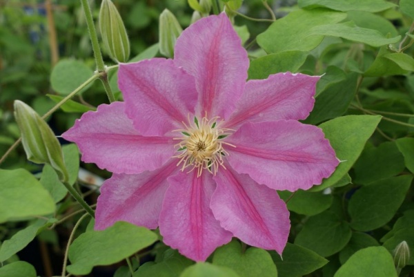 Clematis Madame Julia Correvon Superior Quality Climbers ...