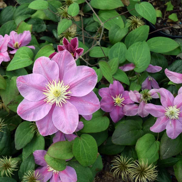 Shade Tolerant Clematis Superior Quality Climbers - thorncroftclematis ...