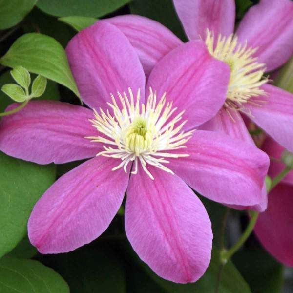 Shade Tolerant Clematis Superior Quality Climbers - thorncroftclematis ...