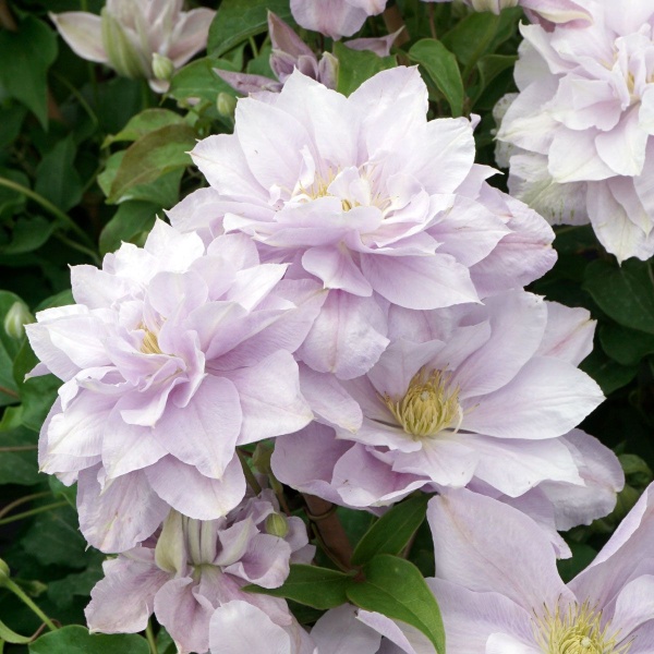 Early to Mid-Summer Flowering Clematis Mail Order Quality Climbers ...