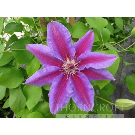 A to Z of Clematis [5] Superior Quality Climbers - thorncroftclematis.co.uk
