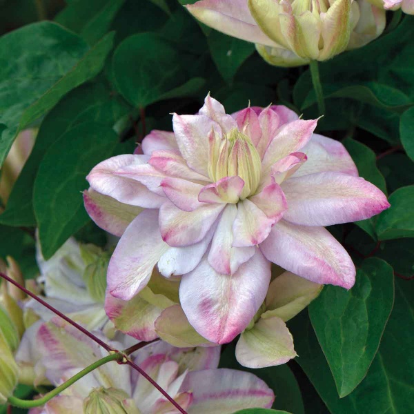 Early to Mid-Summer Flowering Clematis - Page 3 Superior Quality ...