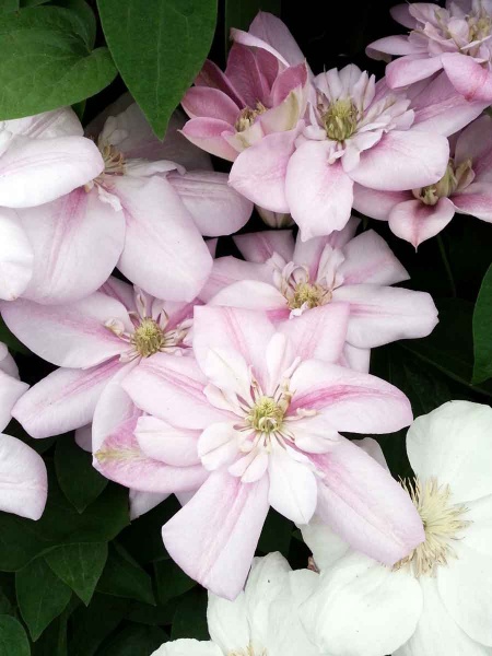 Early to Mid-Summer Flowering Clematis [3] Superior Quality Climbers ...