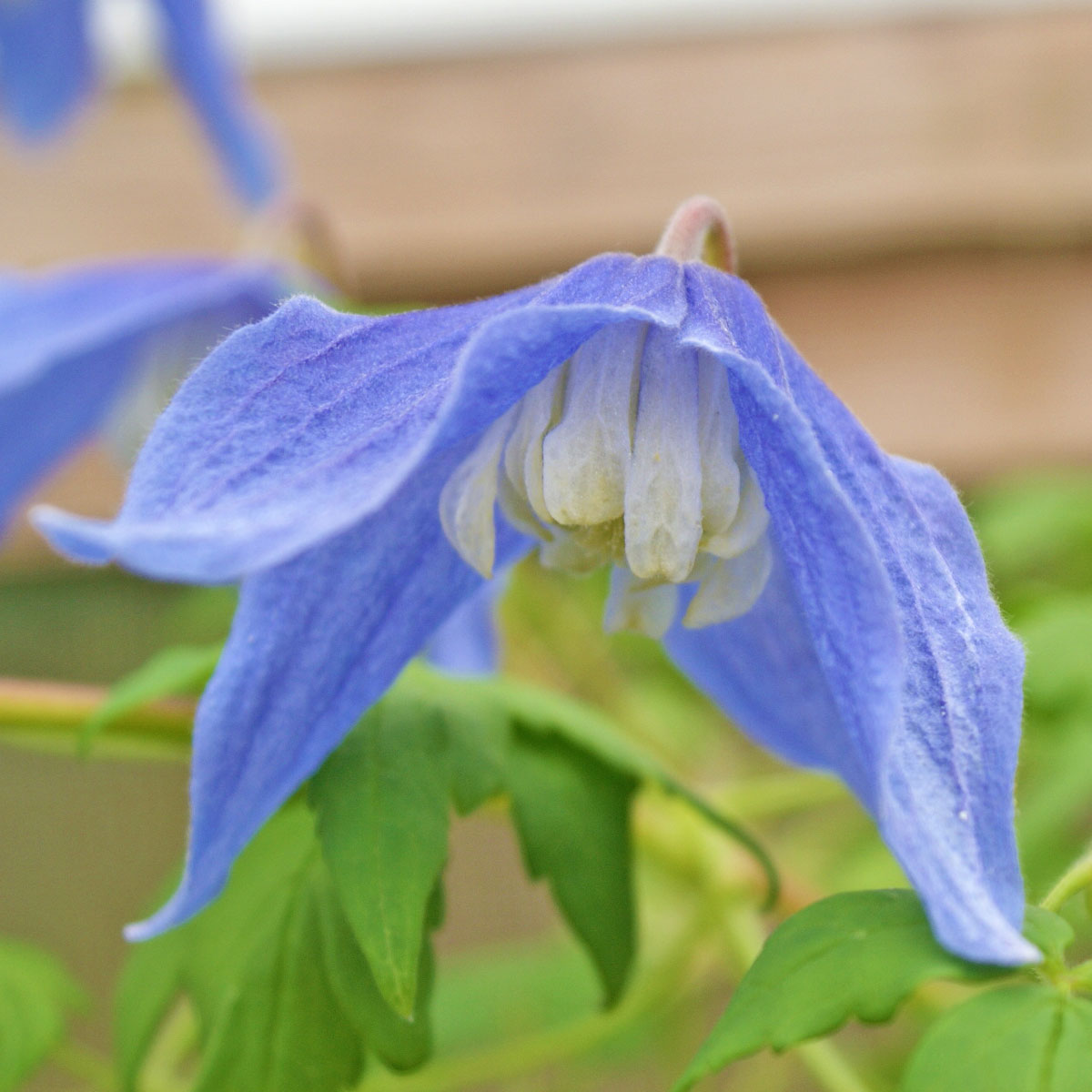 Clematis Bredon Blue Superior Quality Climbers - thorncroftclematis.co.uk