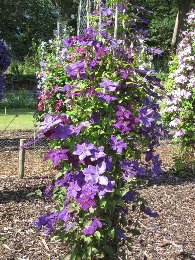 Clematis AMETHYST BEAUTY Evipo043 Superior Quality Climbers ...