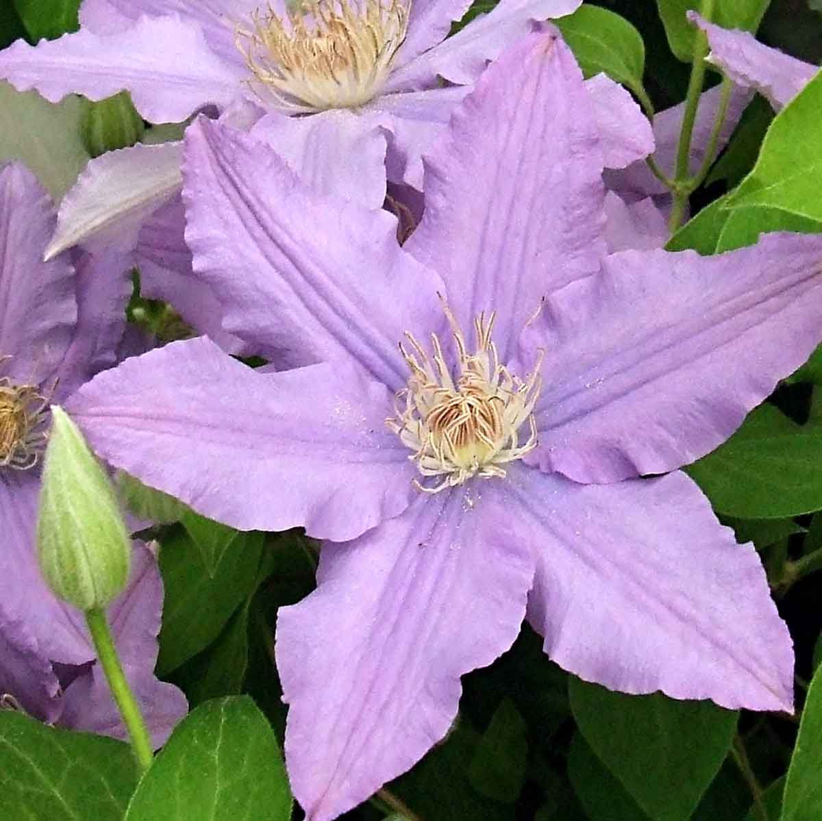 Clematis ANGELIQUE Evipo017 Superior Quality Climbers ...