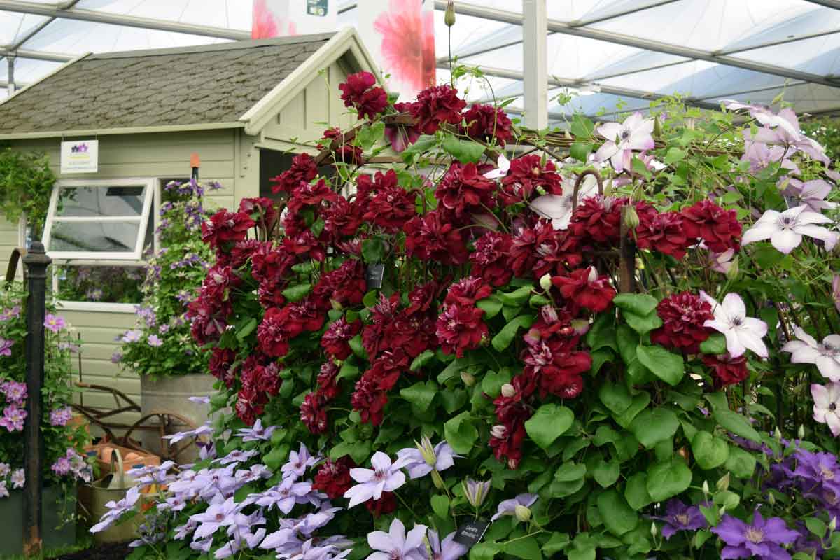 Clematis CHARMAINE Evipo022 Superior Quality Climbers - thorncroftclematis.co.uk