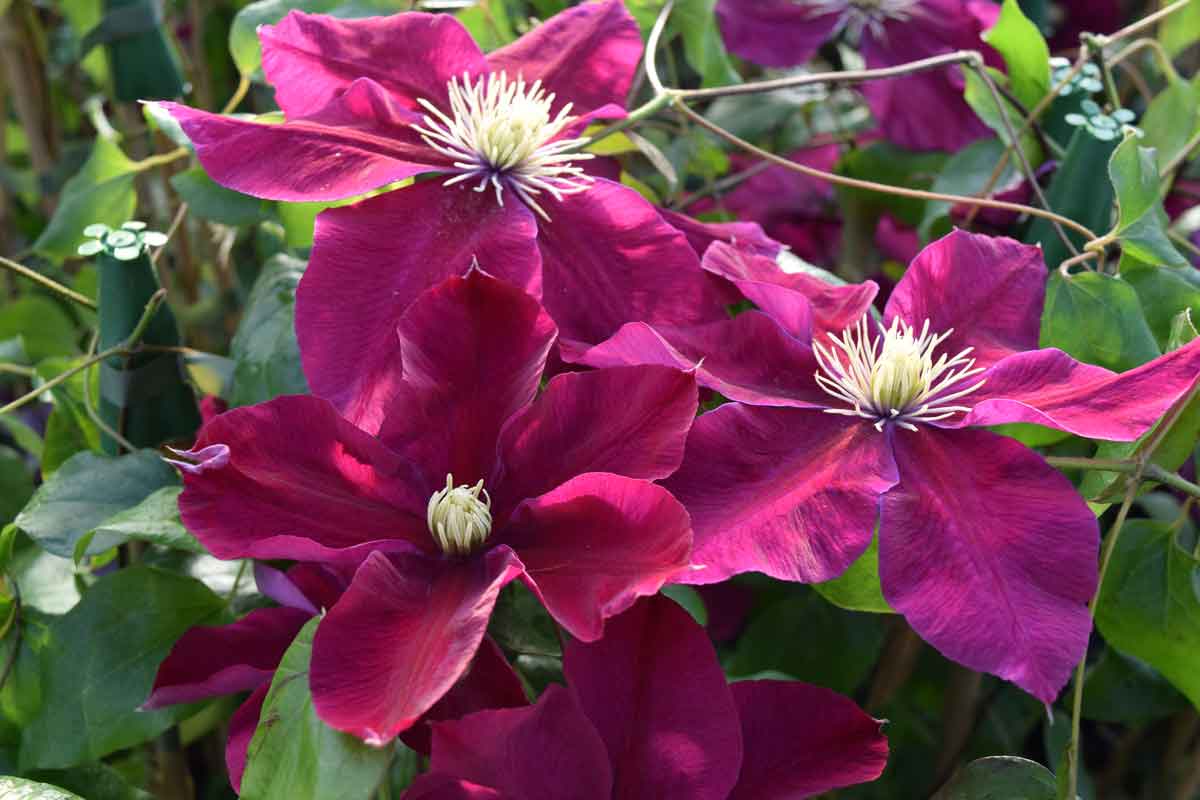 Clematis CHARMAINE Evipo022 Superior Quality Climbers - thorncroftclematis.co.uk