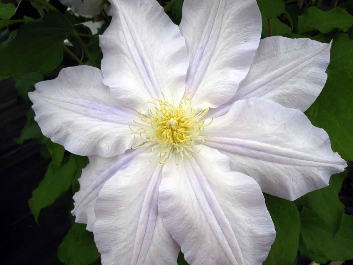 Clematis ICE BLUE Evipo003 Superior Quality Climbers ...