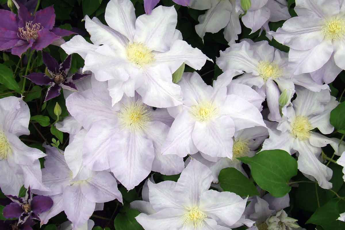 Clematis ICE BLUE Evipo003 Superior Quality Climbers ...