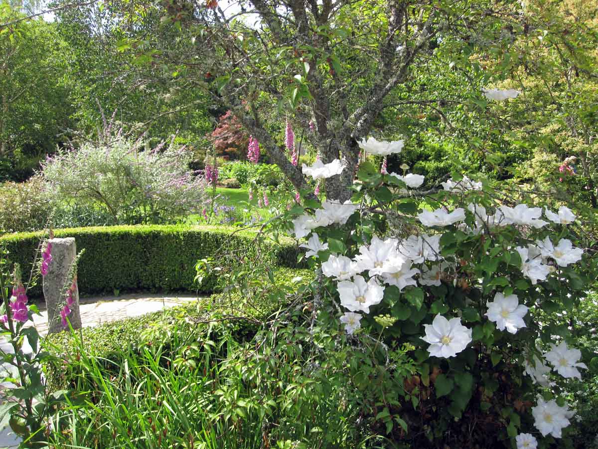 Clematis ICE BLUE Evipo003 Superior Quality Climbers ...