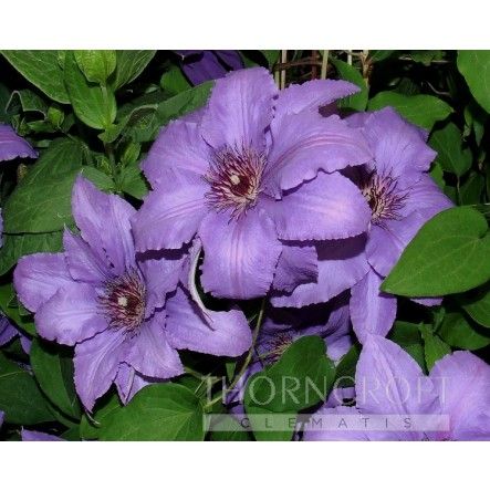 Clematis PARISIENNE Evipo019 Superior Quality Climbers ...