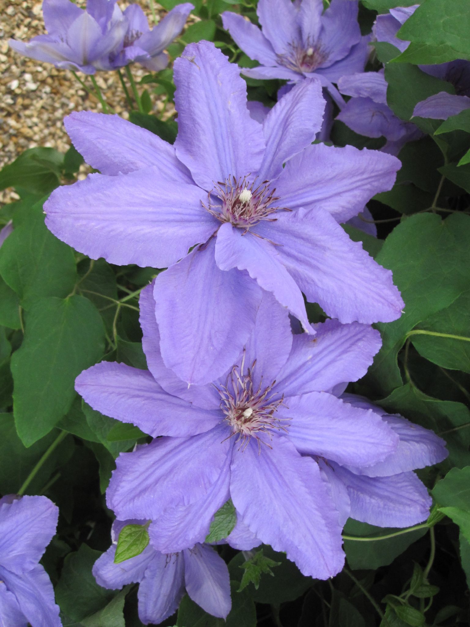 Clematis PARISIENNE Evipo019 Superior Quality Climbers ...
