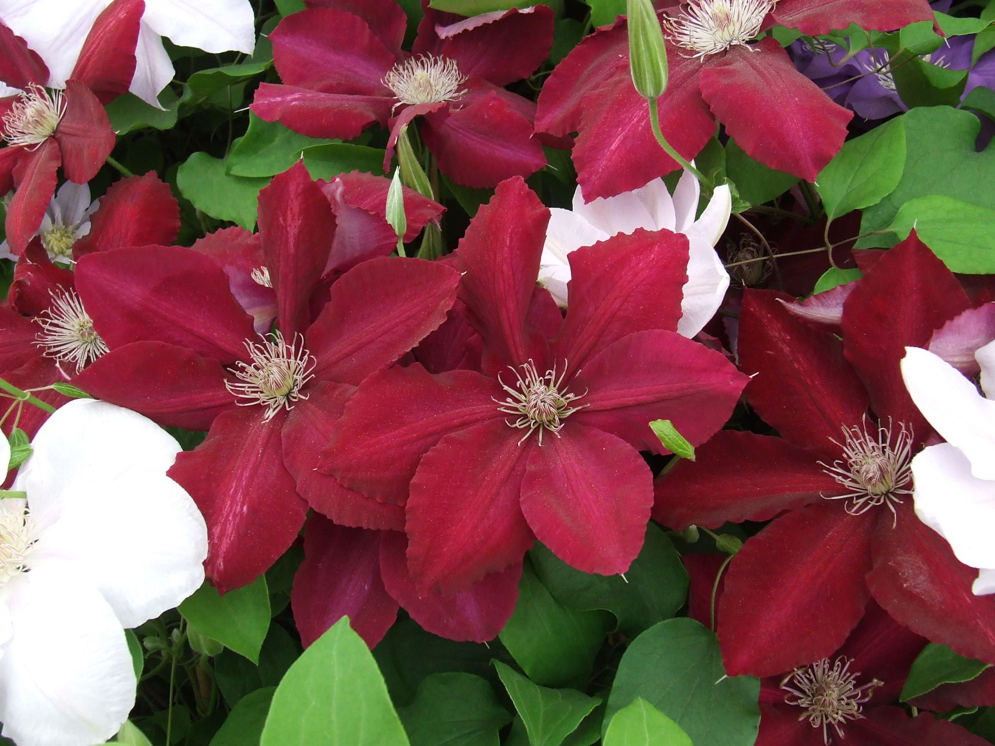 Clematis REBECCA Evipo016 Superior Quality Climbers ...