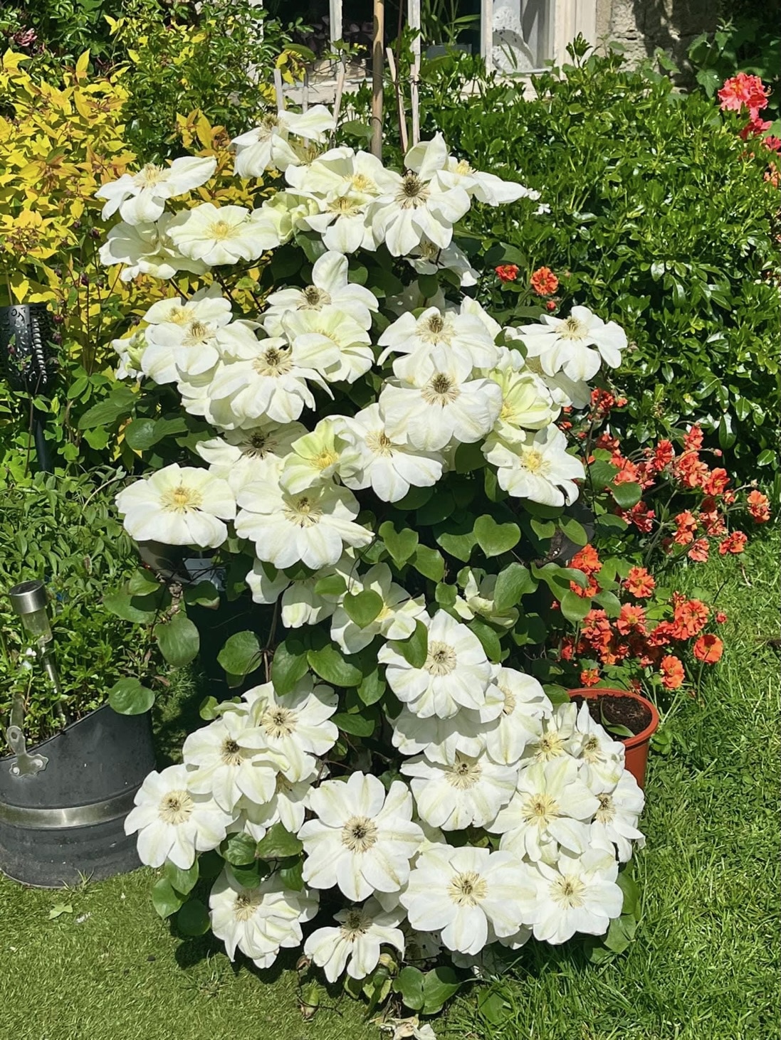 Clematis Guernsey Cream Superior Quality Climbers - thorncroftclematis ...