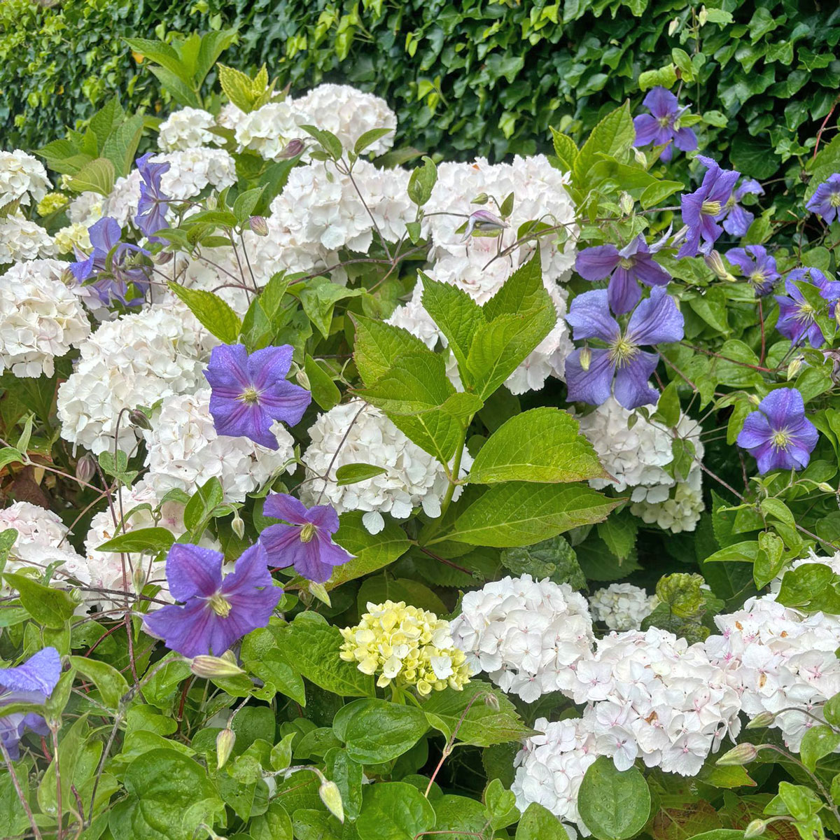 Clematis Perle Dazur Superior Quality Climbers Thorncroftclematis Co Uk