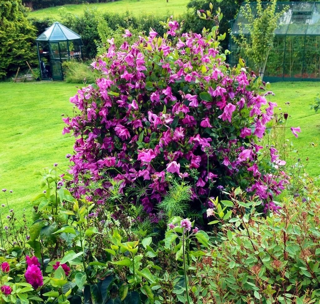 Clematis Alionushka Superior Quality Climbers - thorncroftclematis.co.uk