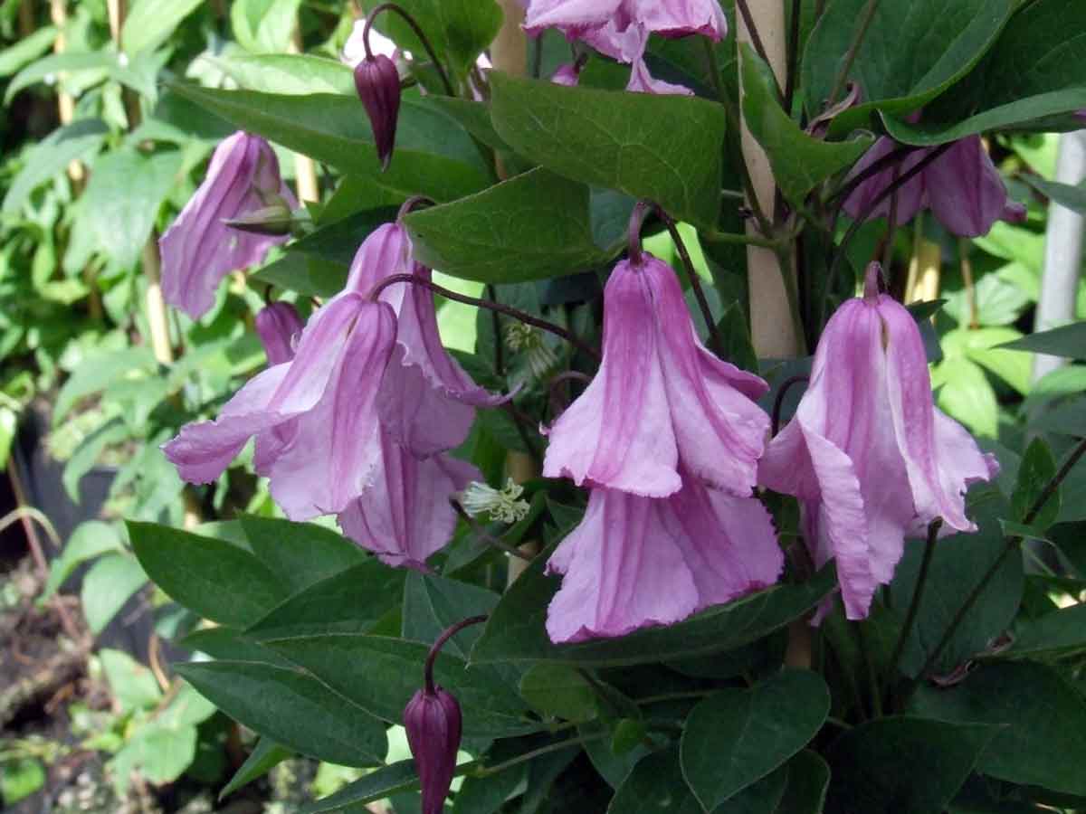 Clematis Alionushka Superior Quality Climbers - thorncroftclematis.co.uk