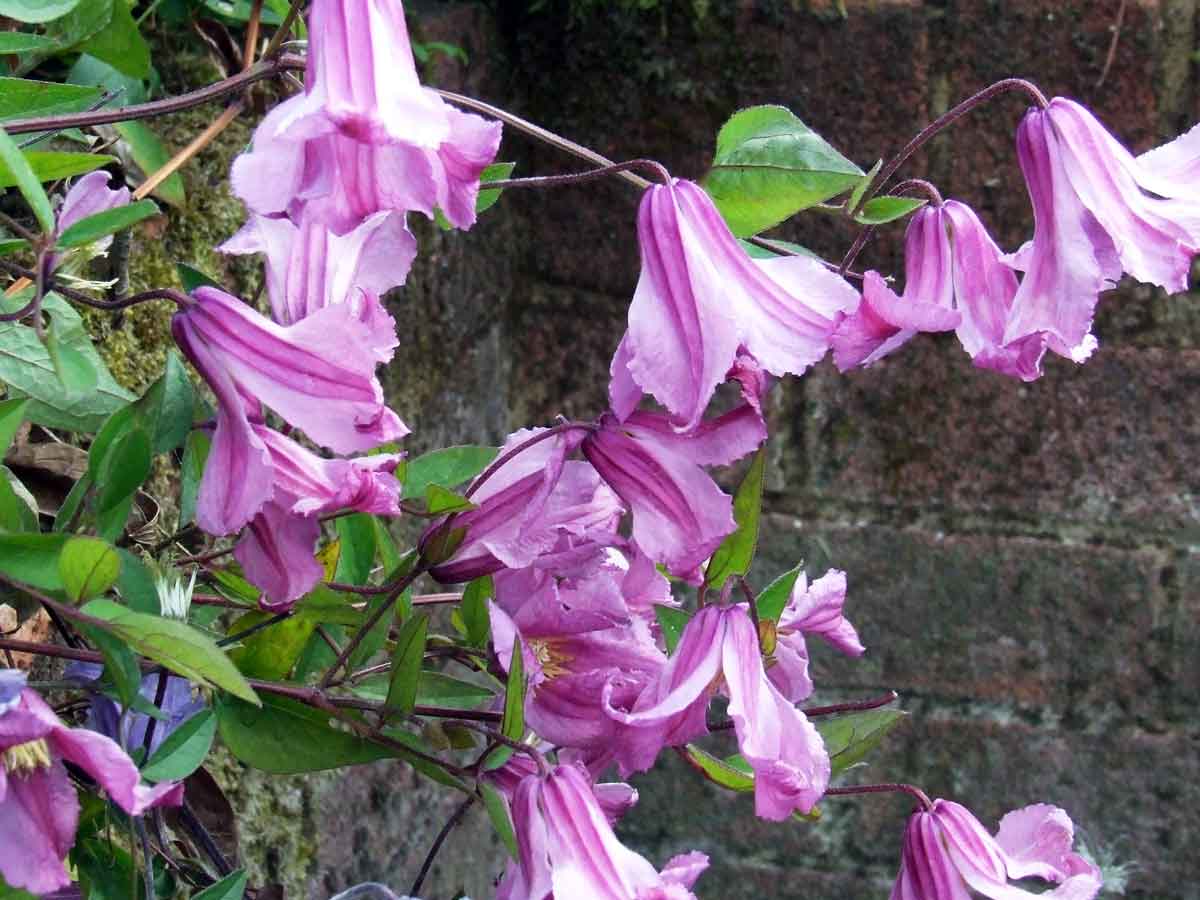 Clematis Alionushka Superior Quality Climbers - thorncroftclematis.co.uk