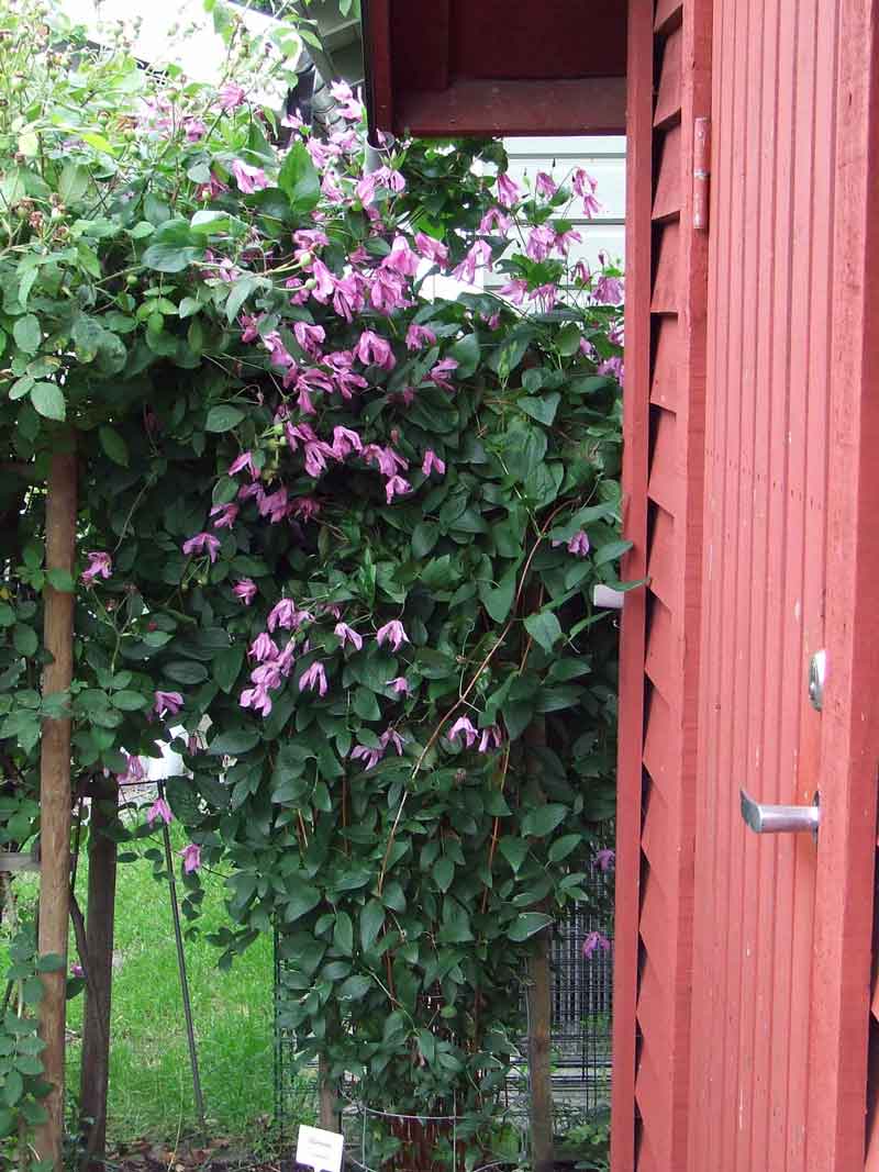 Clematis Alionushka Superior Quality Climbers - thorncroftclematis.co.uk