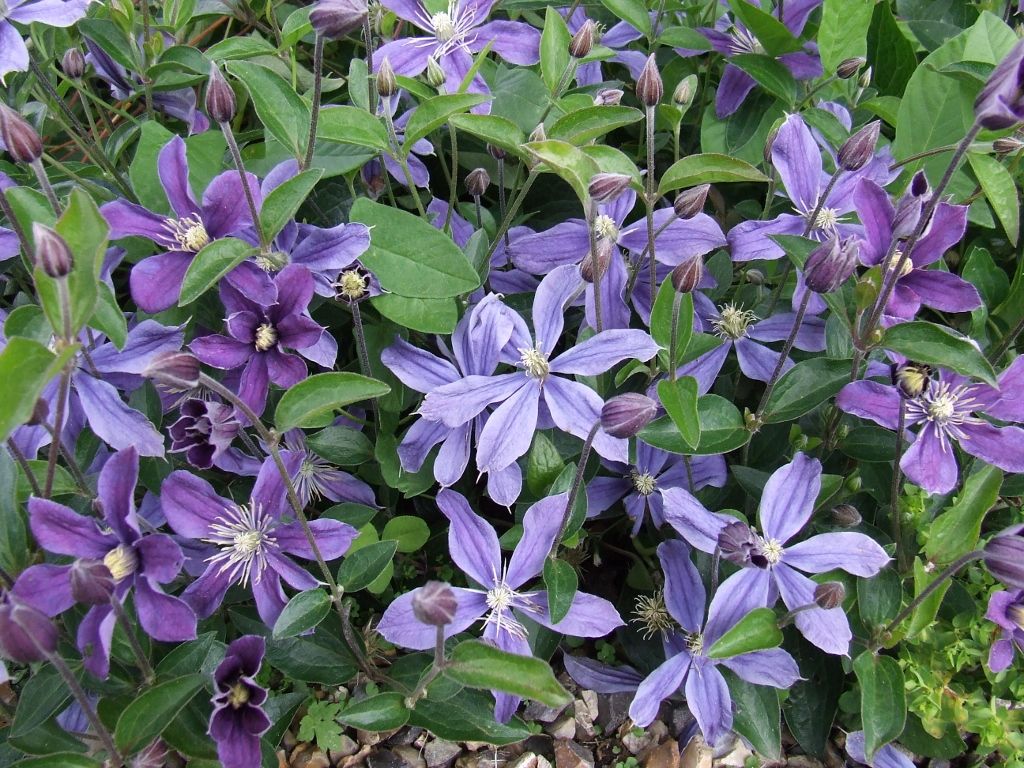 Clematis Arabella Superior Quality Climbers - thorncroftclematis.co.uk