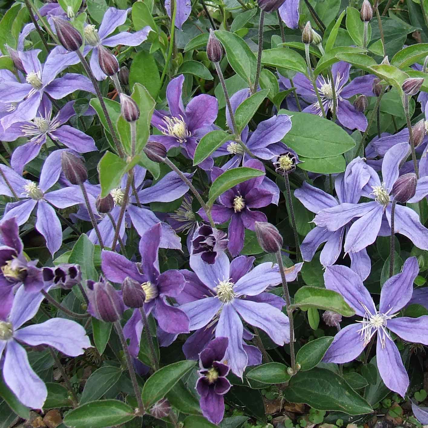 Clematis Arabella Superior Quality Climbers - thorncroftclematis.co.uk
