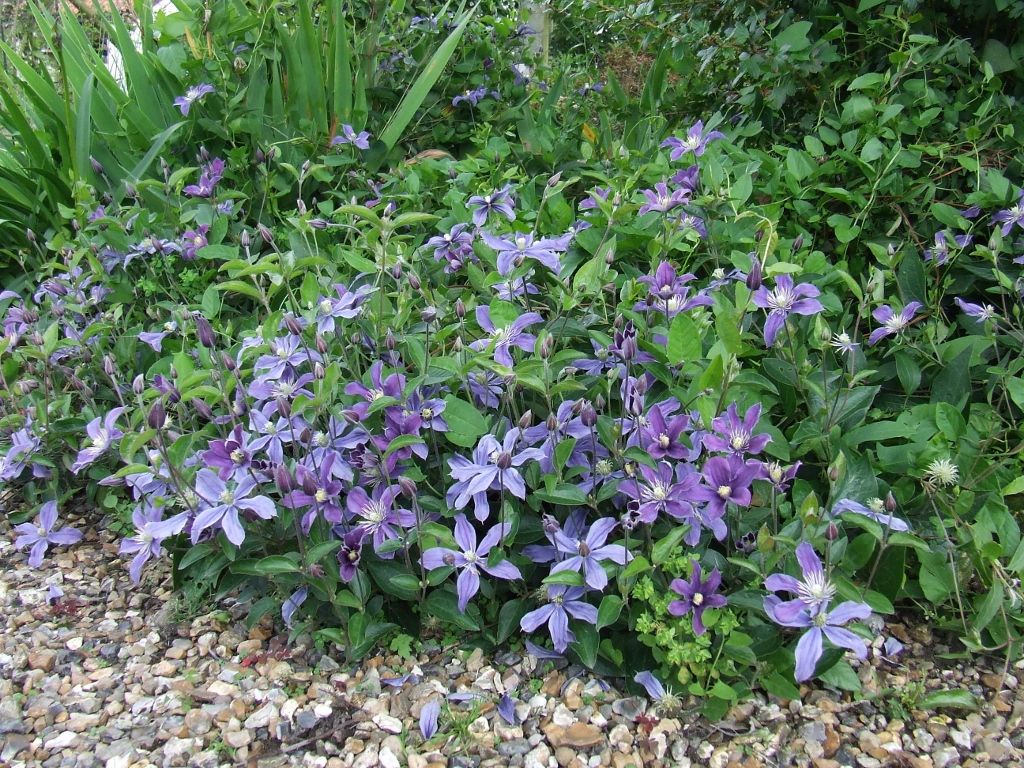 Clematis Arabella Superior Quality Climbers - thorncroftclematis.co.uk