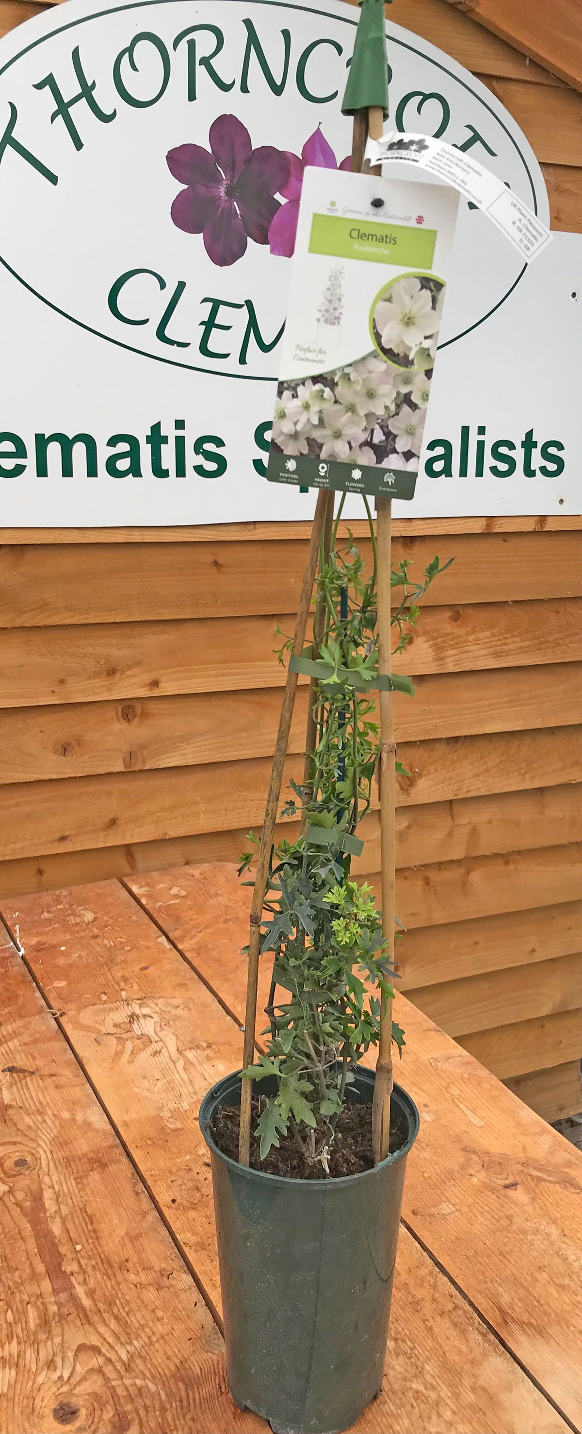 Clematis Avalanche Superior Quality Climbers - thorncroftclematis.co.uk