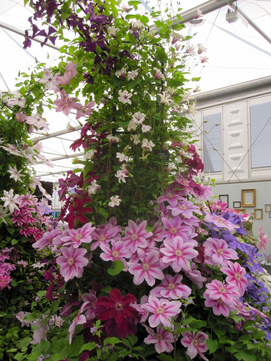 Clematis Bees Jubilee Superior Quality Climbers - thorncroftclematis.co.uk