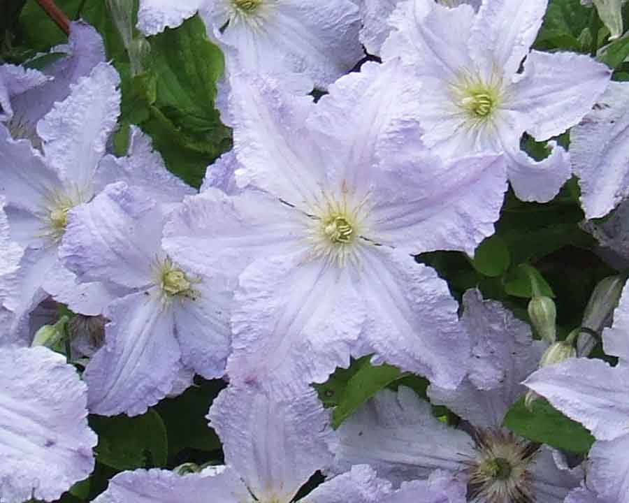Clematis Blekitny Aniol BLUE ANGEL Superior Quality Climbers ...