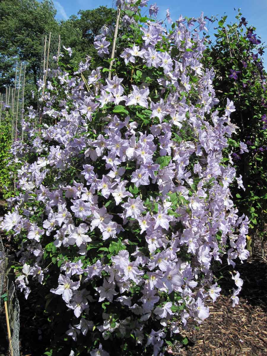 Clematis Blekitny Aniol BLUE ANGEL Superior Quality Climbers ...