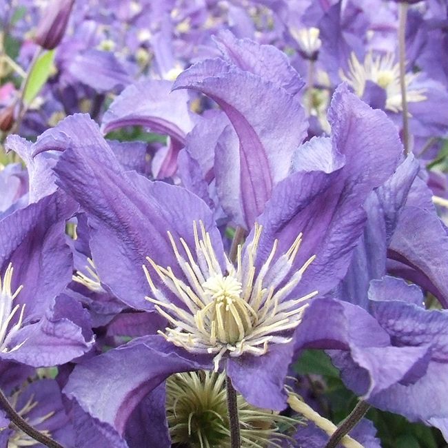 Clematis BLUE PIROUETTE Zobluepi Superior Quality Climbers ...