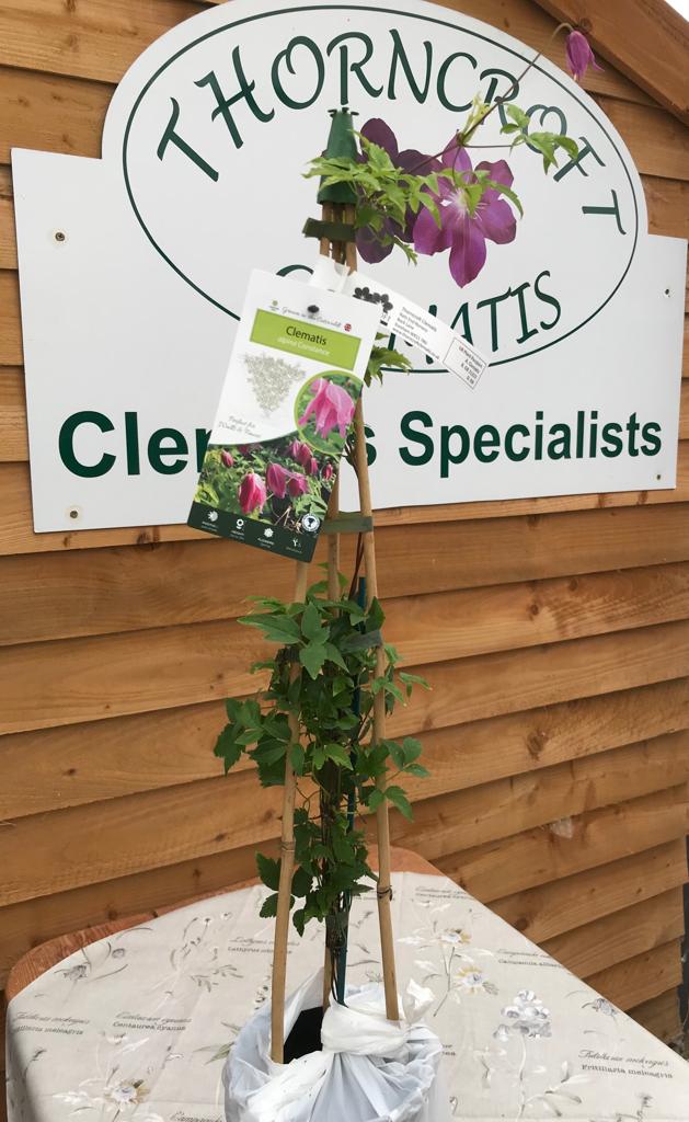 Clematis Constance Superior Quality Climbers - thorncroftclematis.co.uk