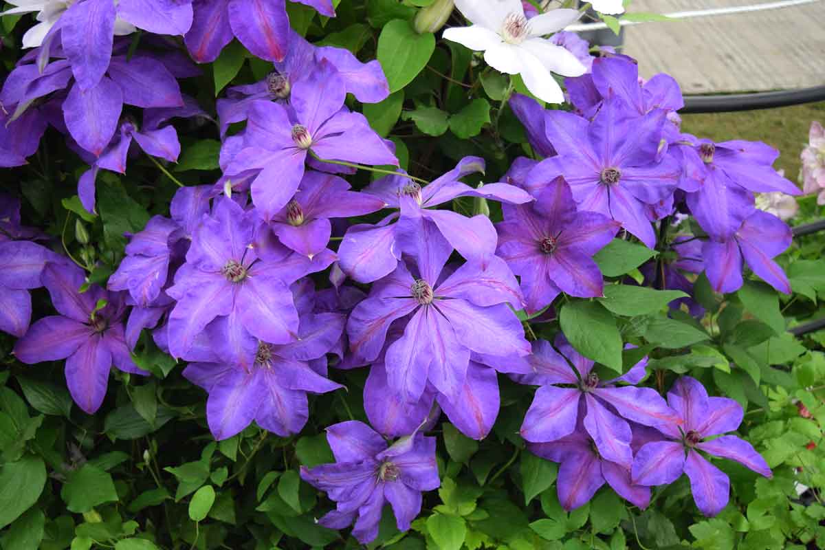 Clematis Elsa Spath Superior Quality Climbers - thorncroftclematis.co.uk