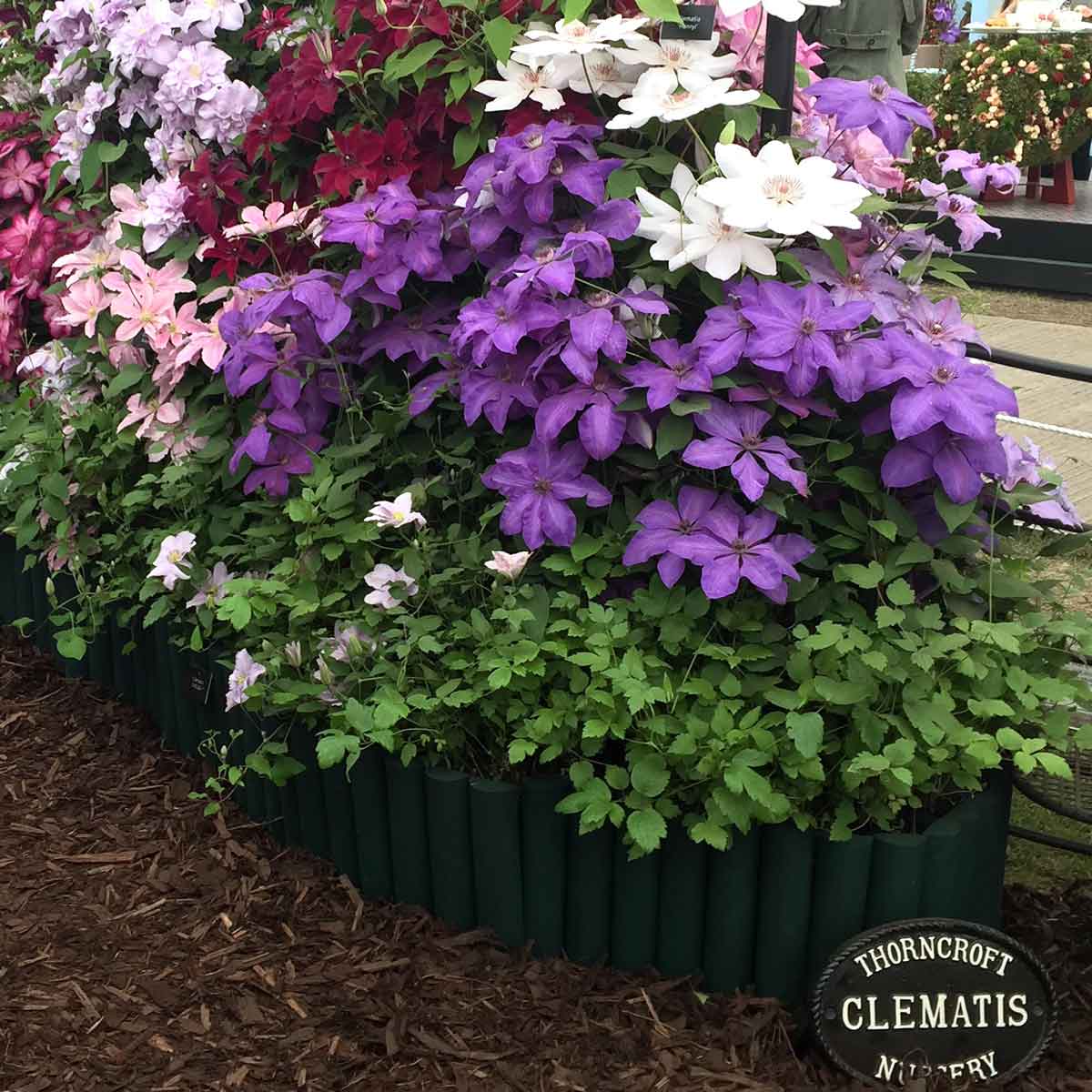 Clematis Elsa Spath Superior Quality Climbers - thorncroftclematis.co.uk