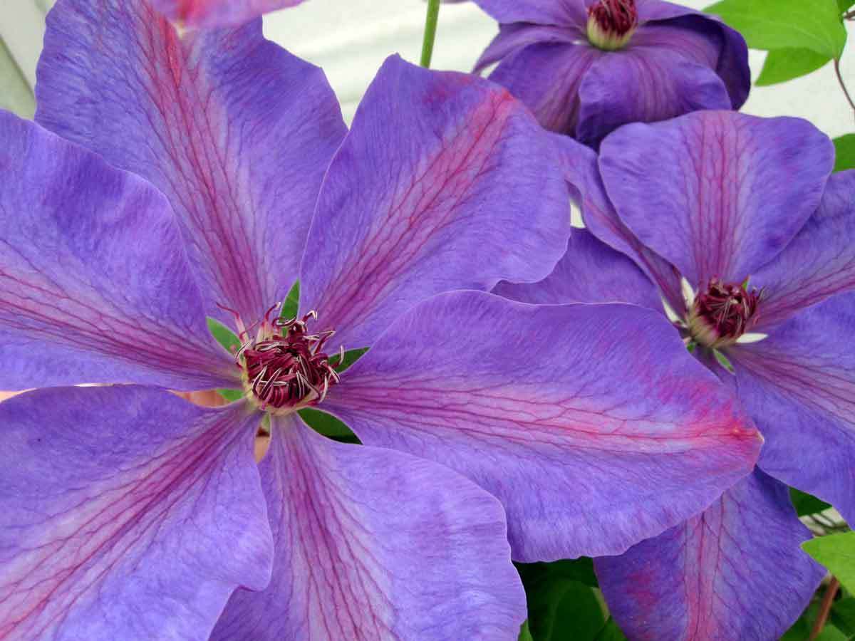 Clematis Elsa Spath Superior Quality Climbers - thorncroftclematis.co.uk