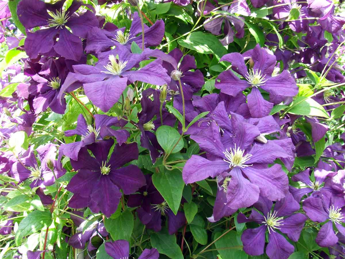 Clematis Etoile Violette Superior Quality Climbers - thorncroftclematis ...