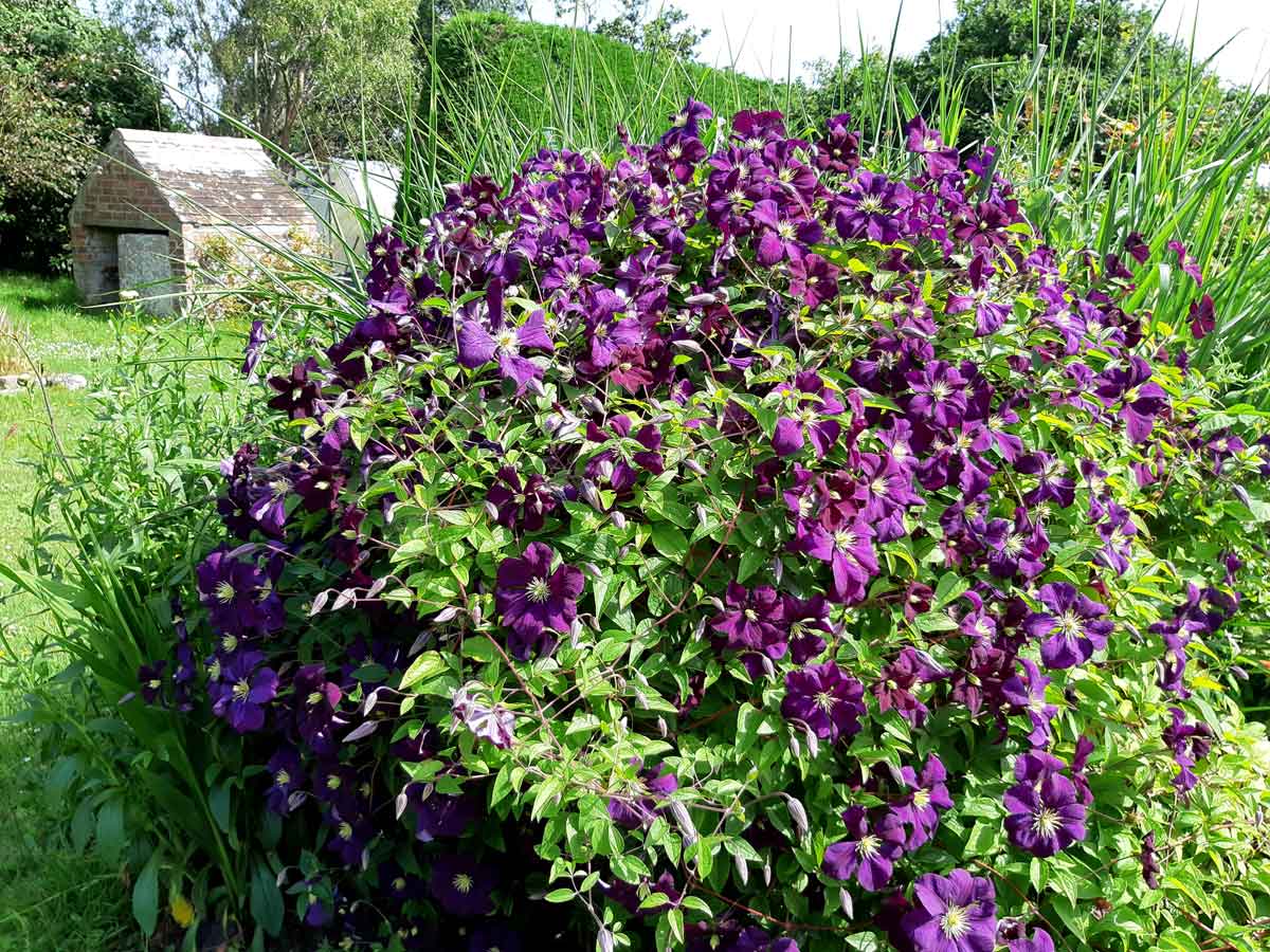 Clematis Etoile Violette Superior Quality Climbers - thorncroftclematis ...