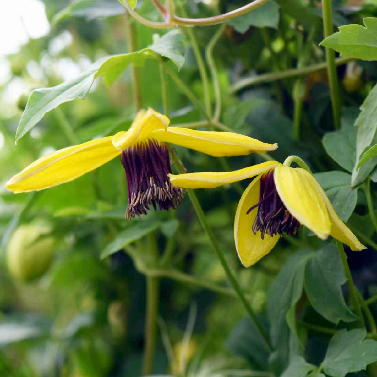 Clematis GOLDEN TIARA Kugotia Superior Quality Climbers ...