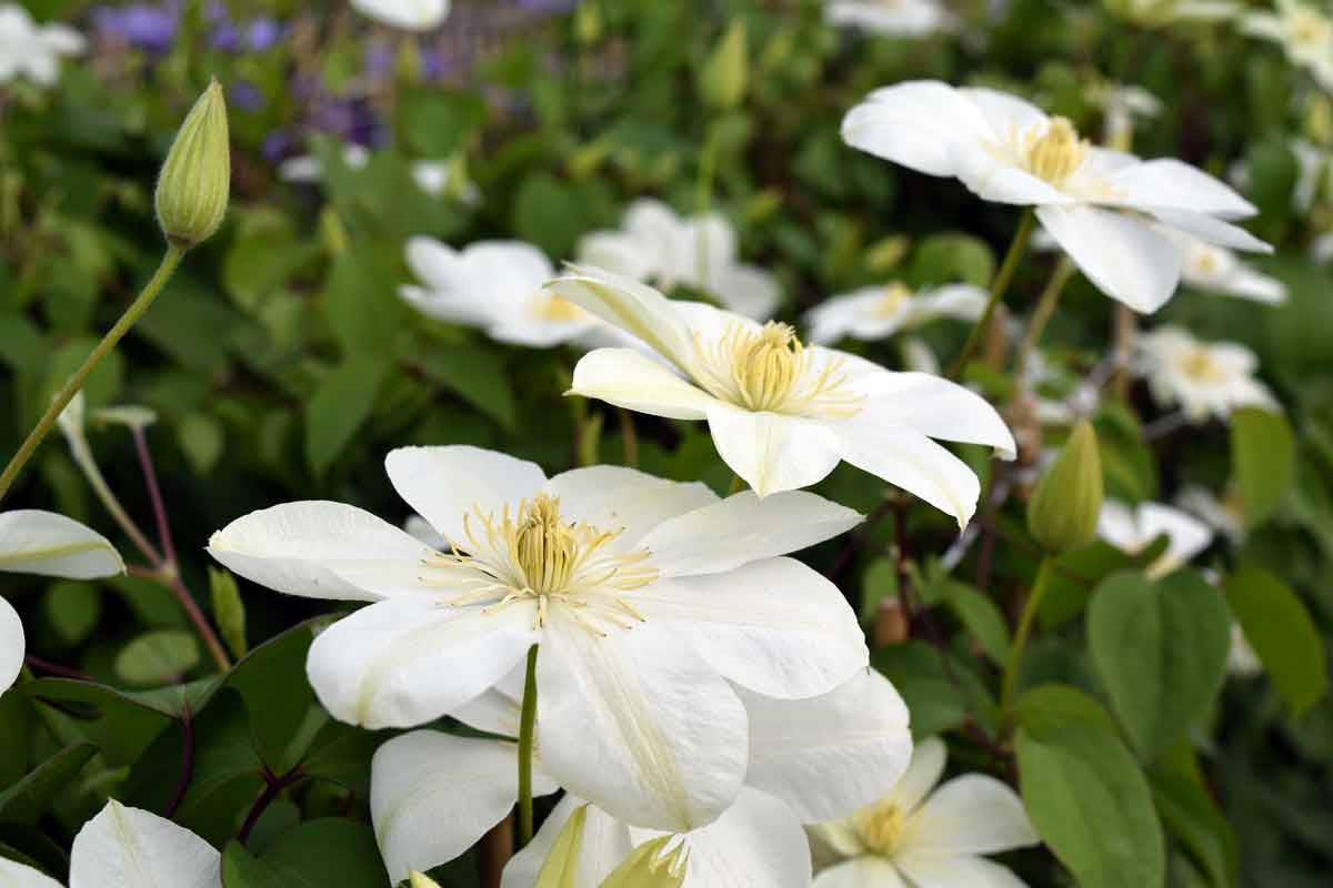 Clematis Guernsey Cream Superior Quality Climbers - thorncroftclematis ...