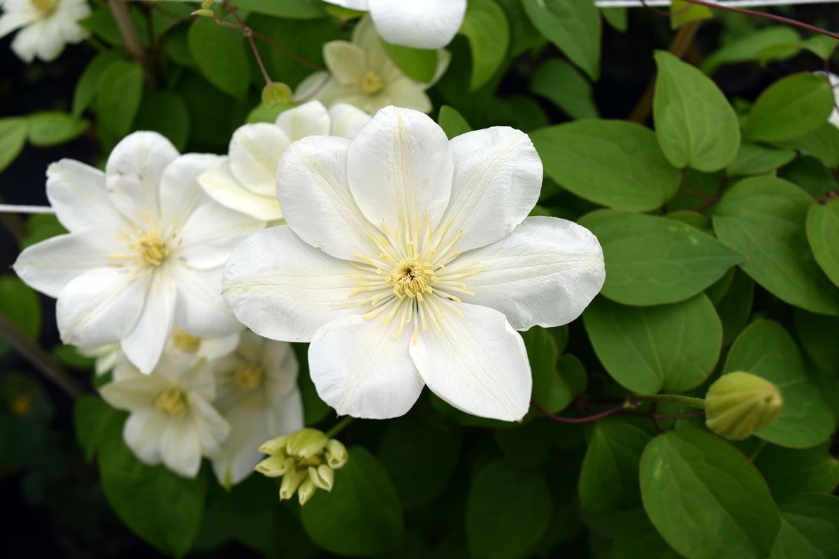 Clematis Guernsey Cream Superior Quality Climbers - thorncroftclematis ...