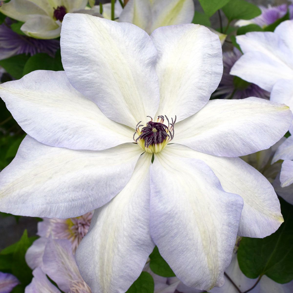 Clematis Ivan Olsson Superior Quality Climbers - thorncroftclematis.co.uk